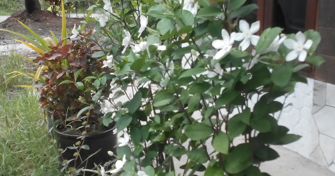 rizalbrahem: Pokok Renek Di Malaysia