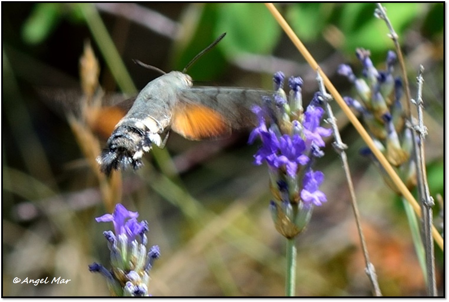 Flores y Bichos ***: Macroglossum stellatarum (Polilla Esfinge colibrí ...