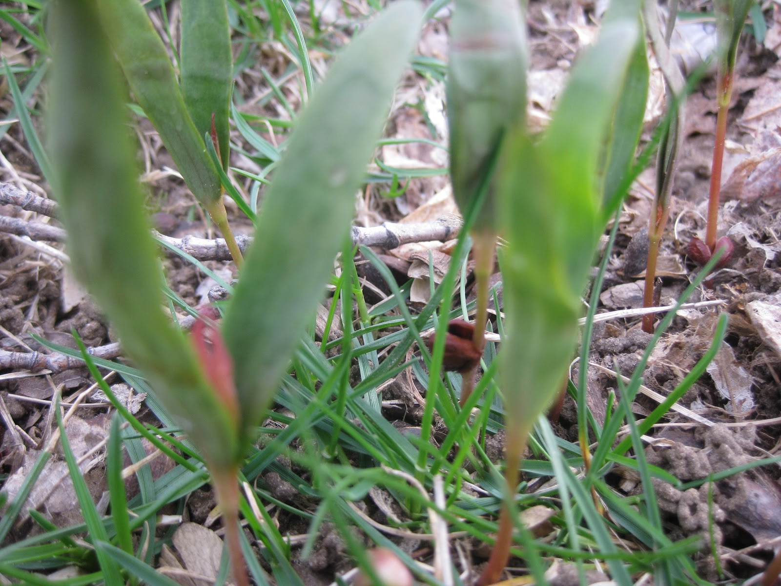 Trees: Sugar maple sprouts