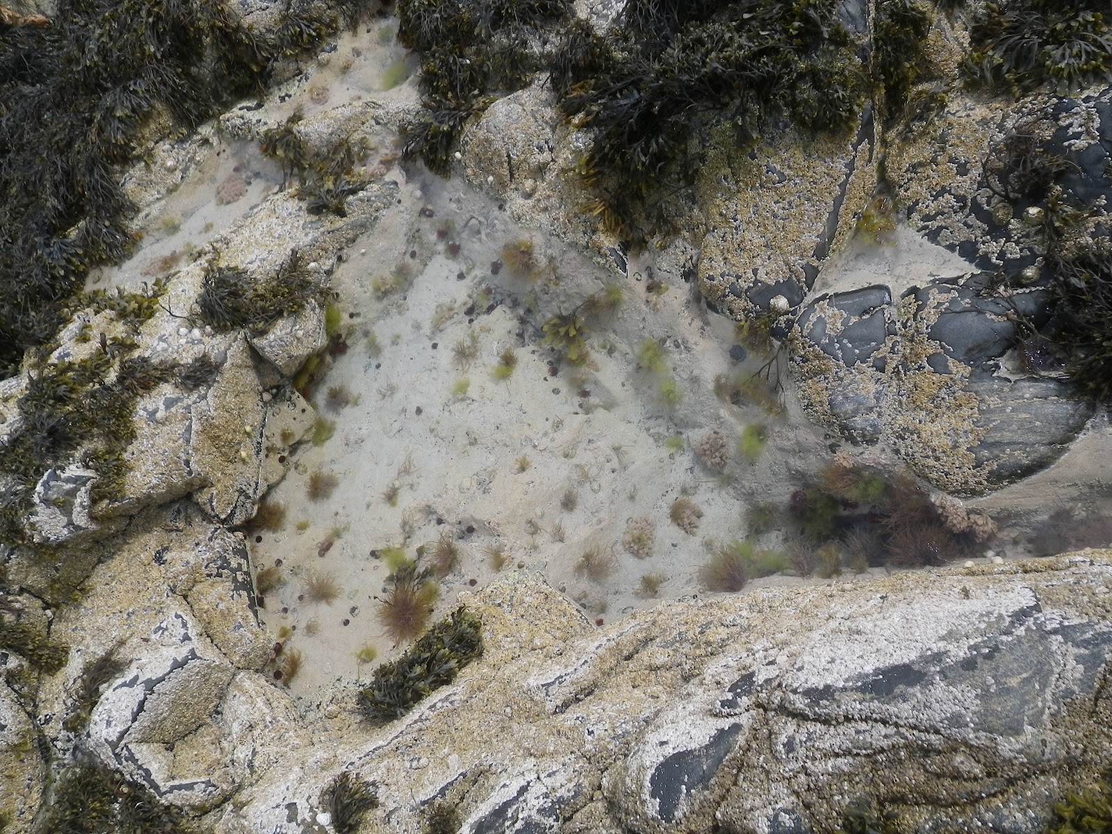 Rock Pooling: Rocky shore of Tiree- The Hebrides
