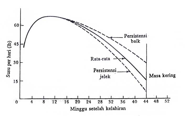 Manajemen Pengelolaan Sapi Perah Laktasi