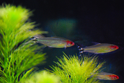 IKAN TETRA & AQUASCAPE: Rummy Nose Tetra
