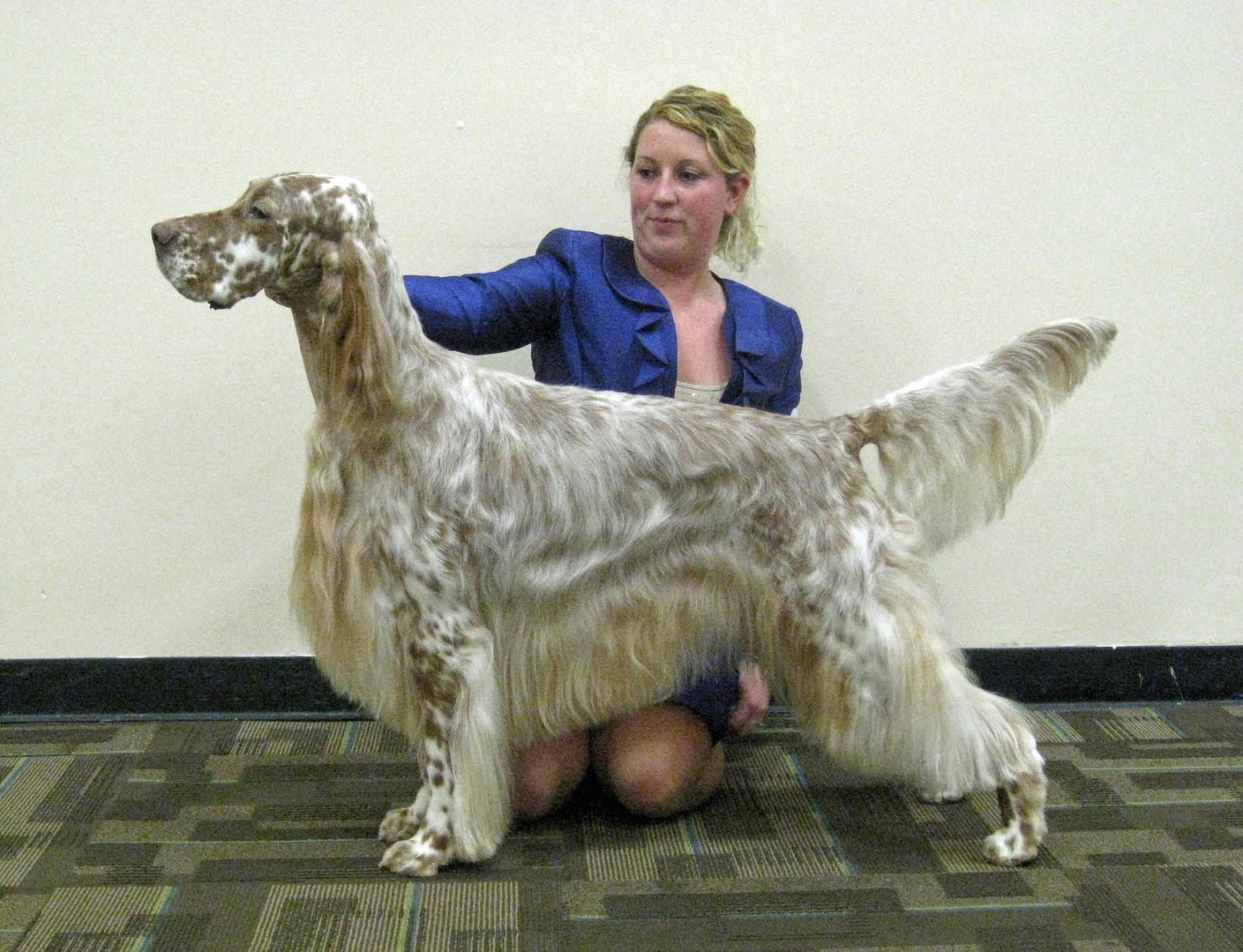 Linwood English Setters: February 2013