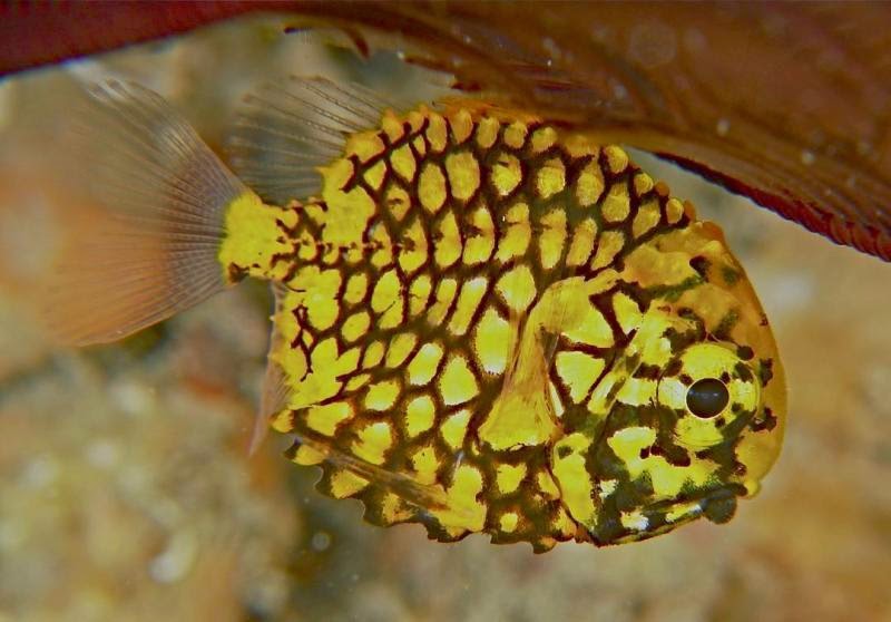 PINECONE FISH photos - wallpapers | the fun bank