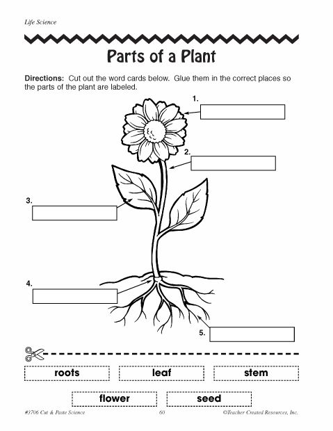 SOCIAL AND NATURAL SCIENCES FOR FIRST GRADE 2016 17 PLANTS FREE PRINTABLES social-and-natural-sciences-for-first-grade-2016-17-plants-free-printables