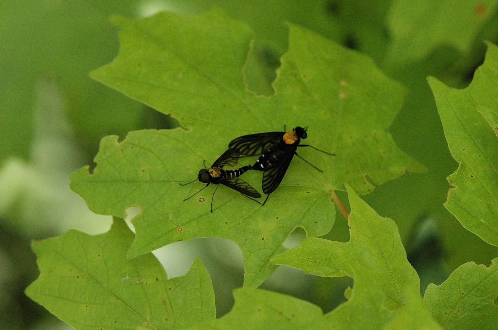 Field Biology in Southeastern Ohio: June 2012