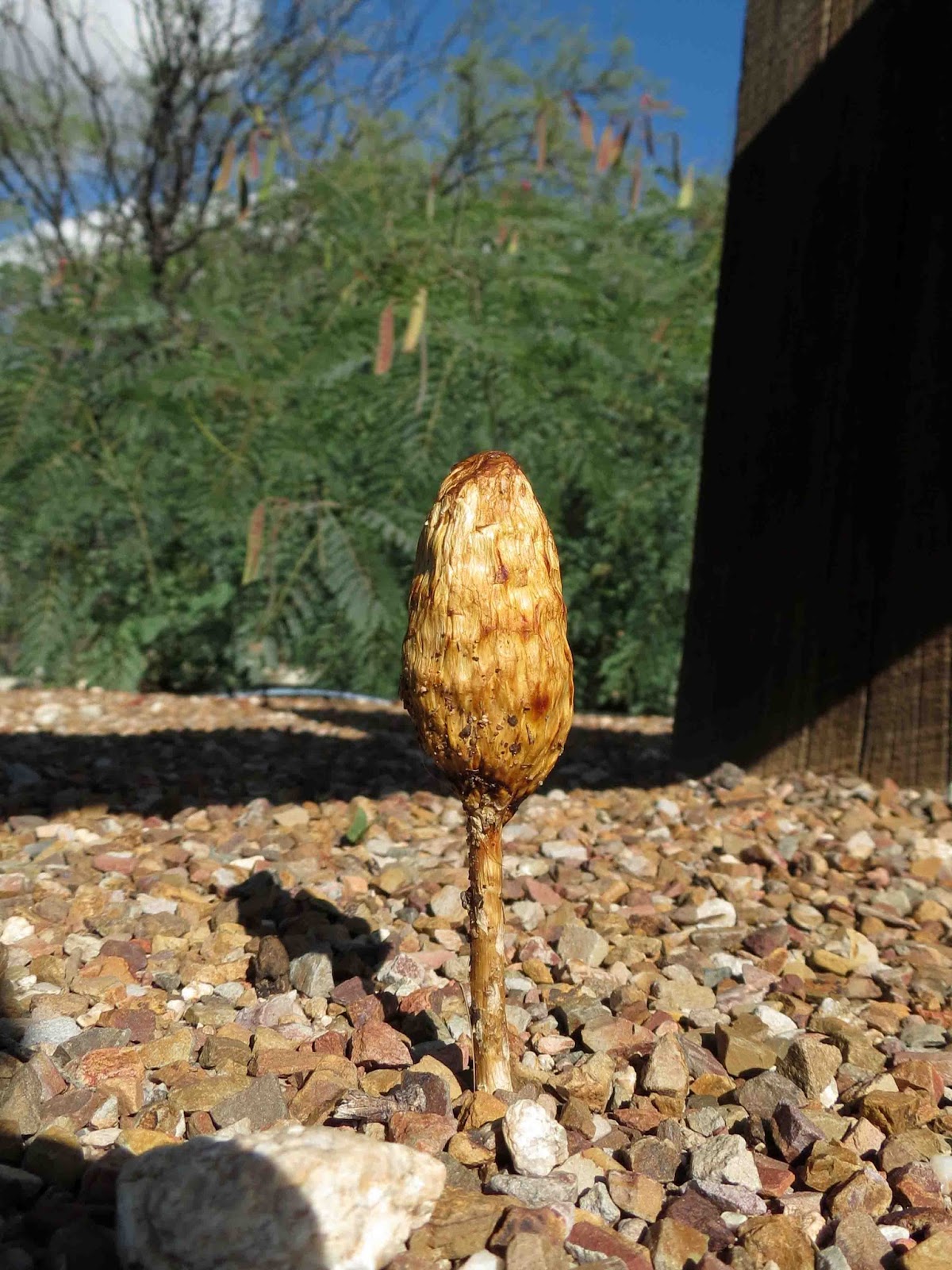 Desert Colors: Mushrooms