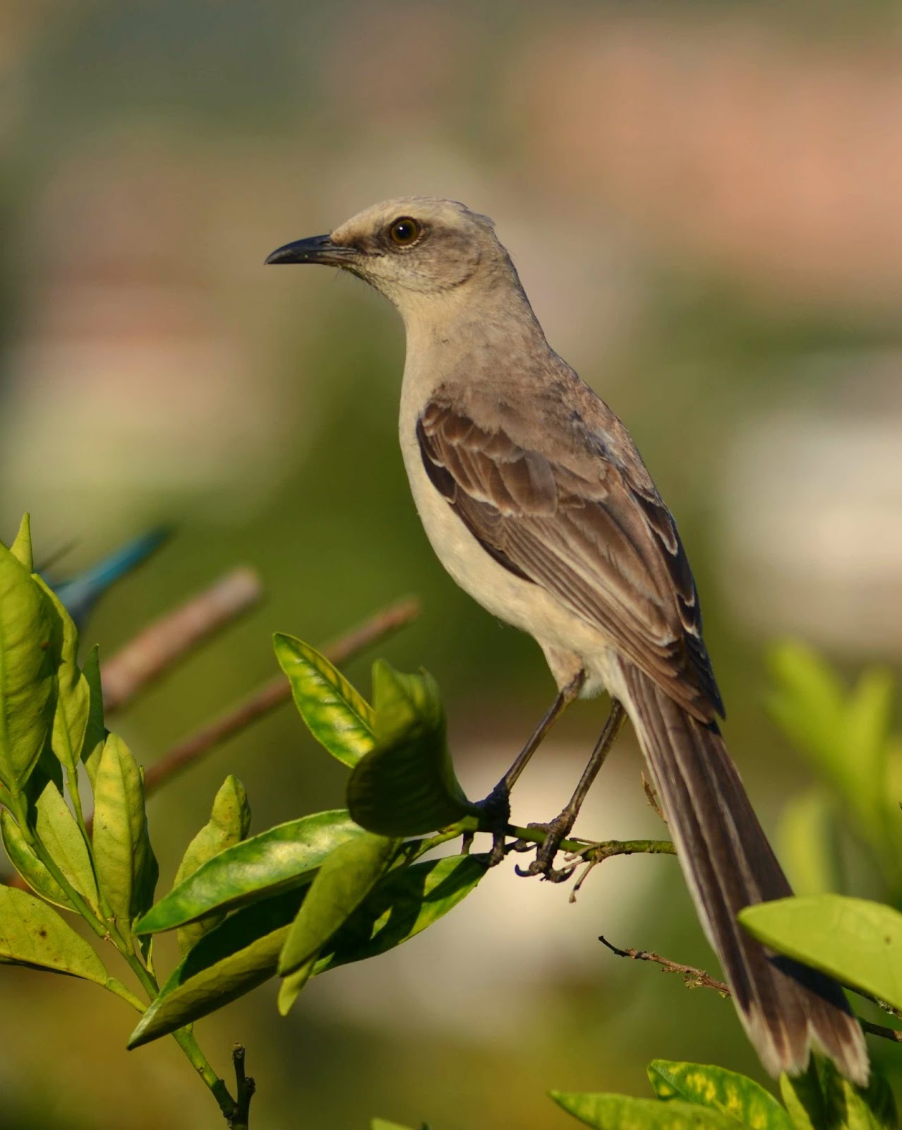 Aves de Jardín . Birds in our garden: Como se llama este pajarito?