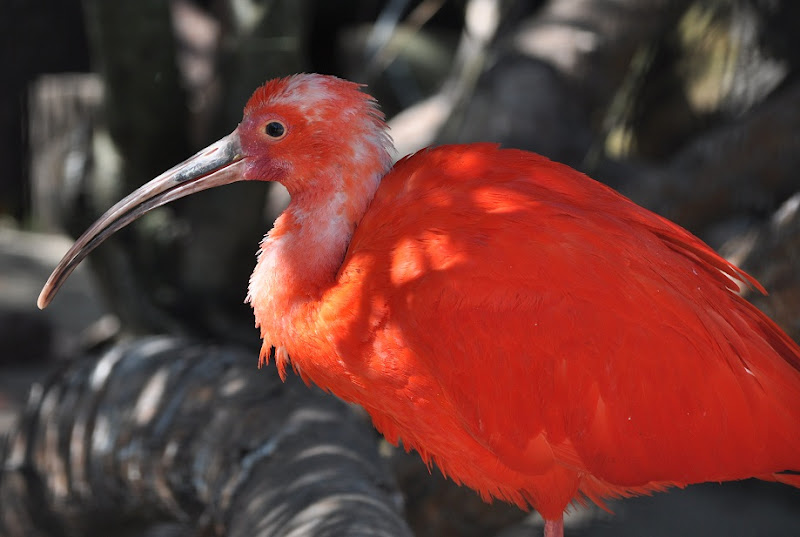 ZOOTOGRAFIANDO (6.100 ANIMALS): IBIS ROJO O ESCARLATA / SCARLET IBIS ...