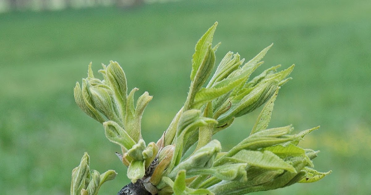 Northern Pecans: Pecan buds push open and reveal catkins