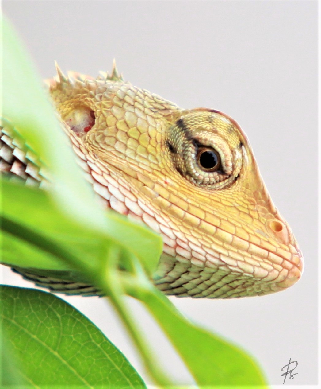 wildface_Animalphoto.com