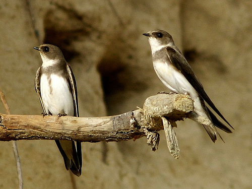 Fakta menarik tentang burung layang-Layang - SEGALA FAKTA