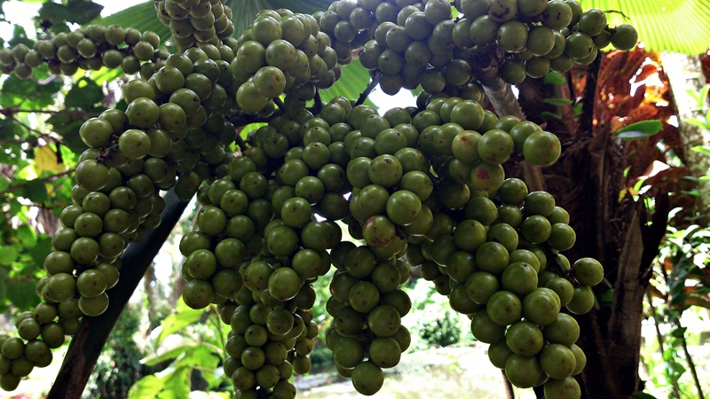 Panaw Ta!: The Philippine Eagle Center