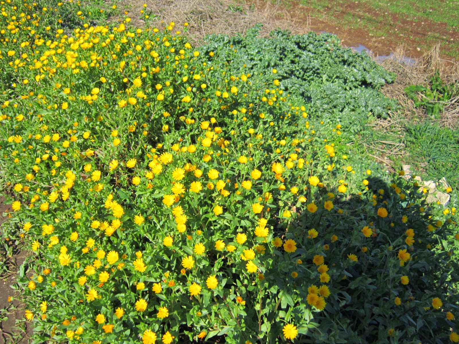 franca rita : Giallo come....