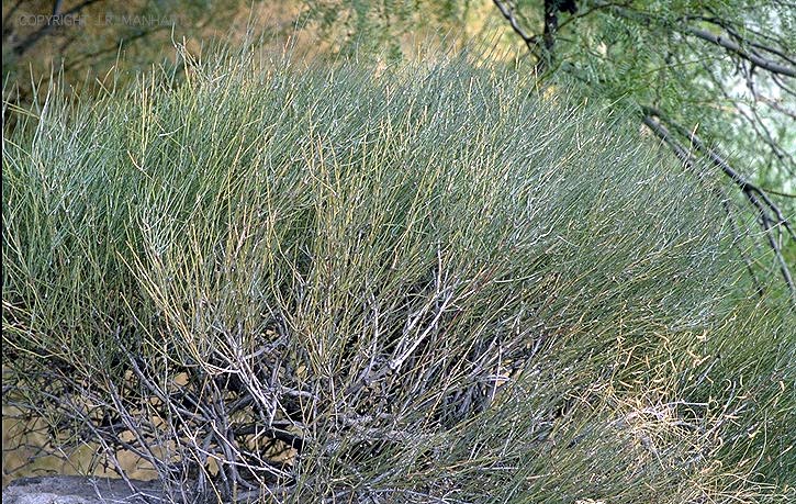 Reforestation and the Medicinal Uses of Trees -Liliana Usvat Research ...