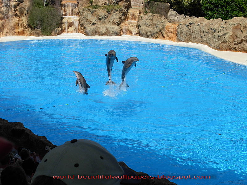 Beautiful Dolphins | Zone Wallpaper Backgrounds