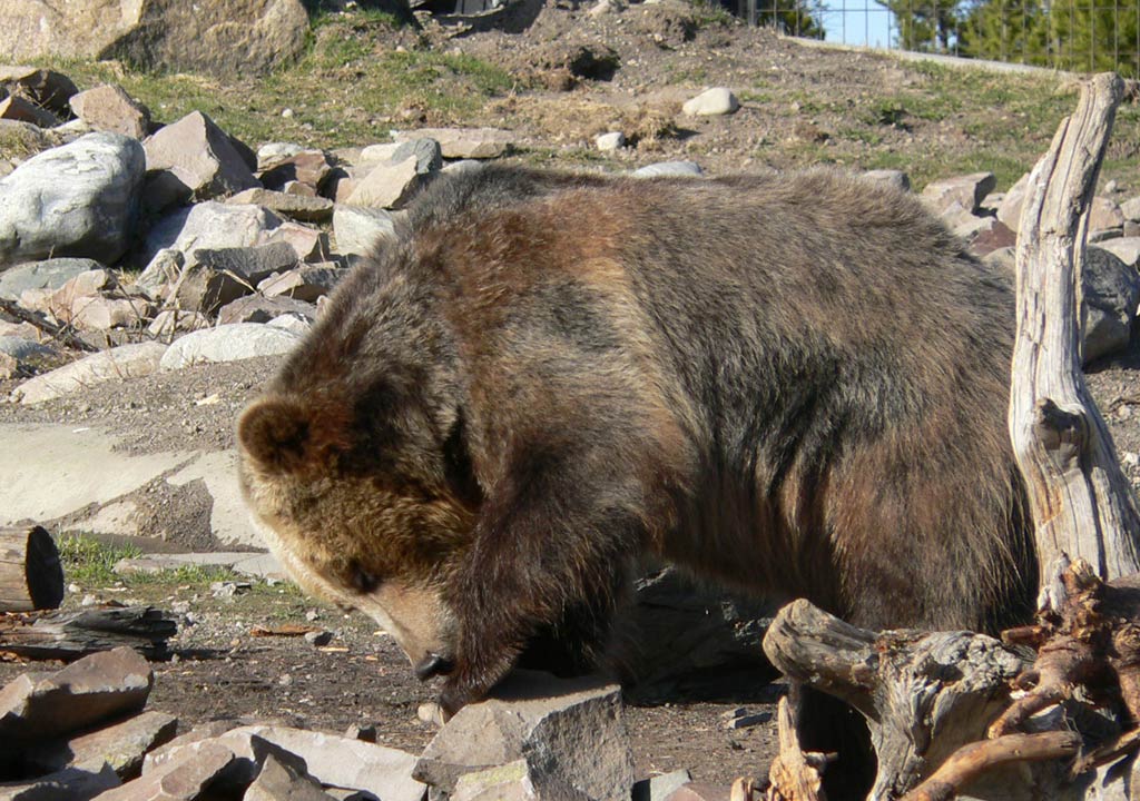 AYI RESİMLERİ-Manzaralar