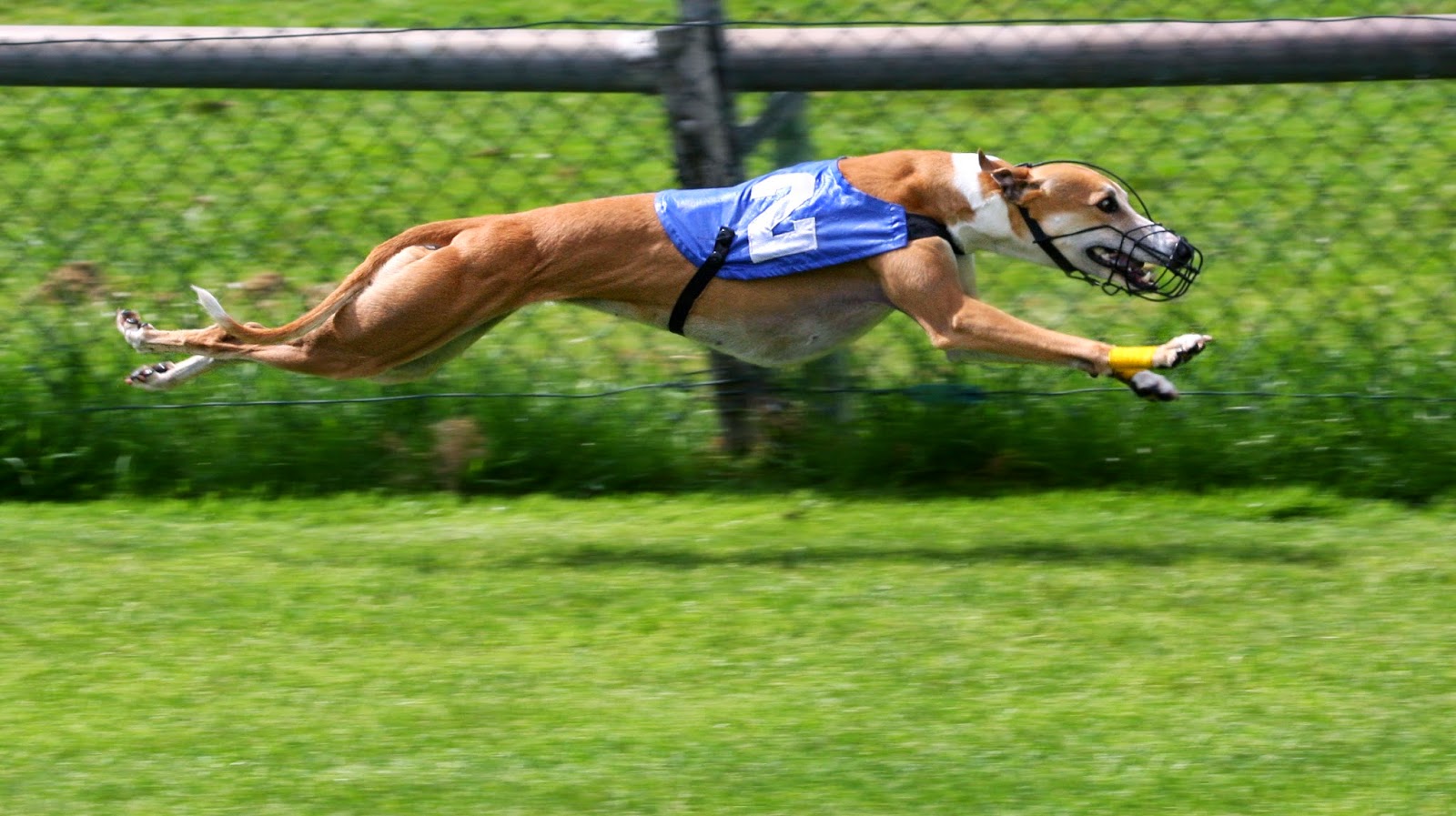 4 Surprising Things about Retired Racing Greyhounds | from the Dog's ...