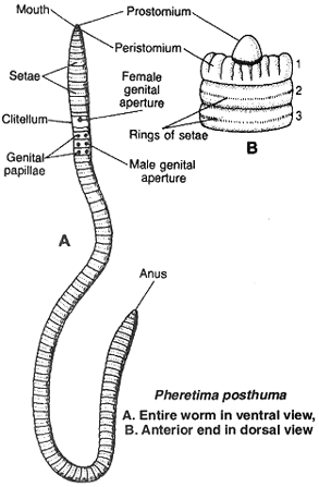 Classification of Annelida: Classification of Annelida