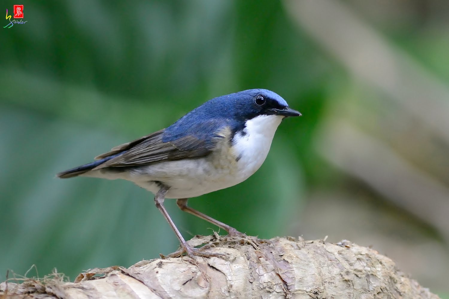 Alder's Bird-watching Notes: Siberian Blue Robin．藍歌鴝