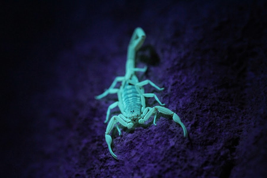 The Naturalest Naturalist: In Hoyer I Trust