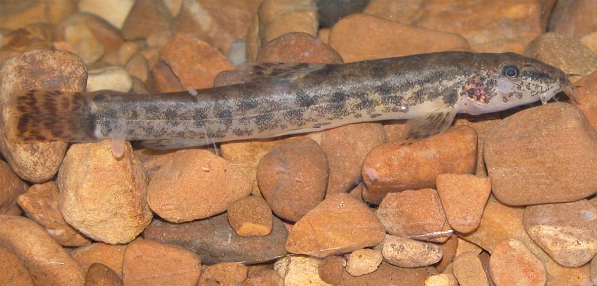 El Valle de Sabero: Peces