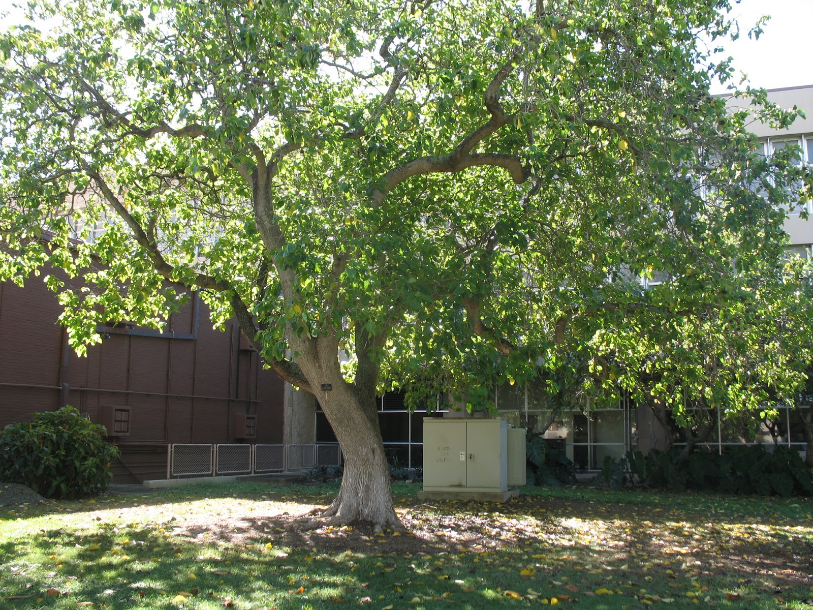 50 Ornamental Plants: Kou (Cordia subcordata)