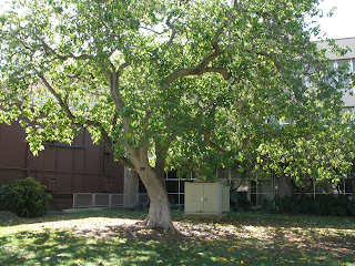 50 Ornamental Plants: Kou (Cordia subcordata)