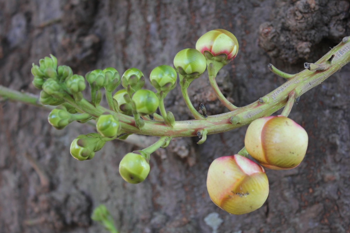 Journeys across Karnataka: Kittur Fort and Palace