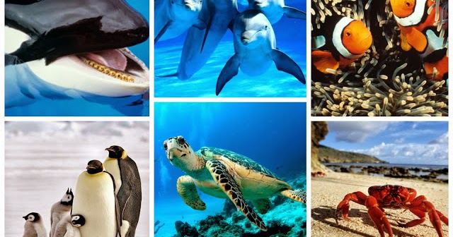 LOS ANIMALES ACUATICOS : LOS ANIMALES ACUÁTICOS