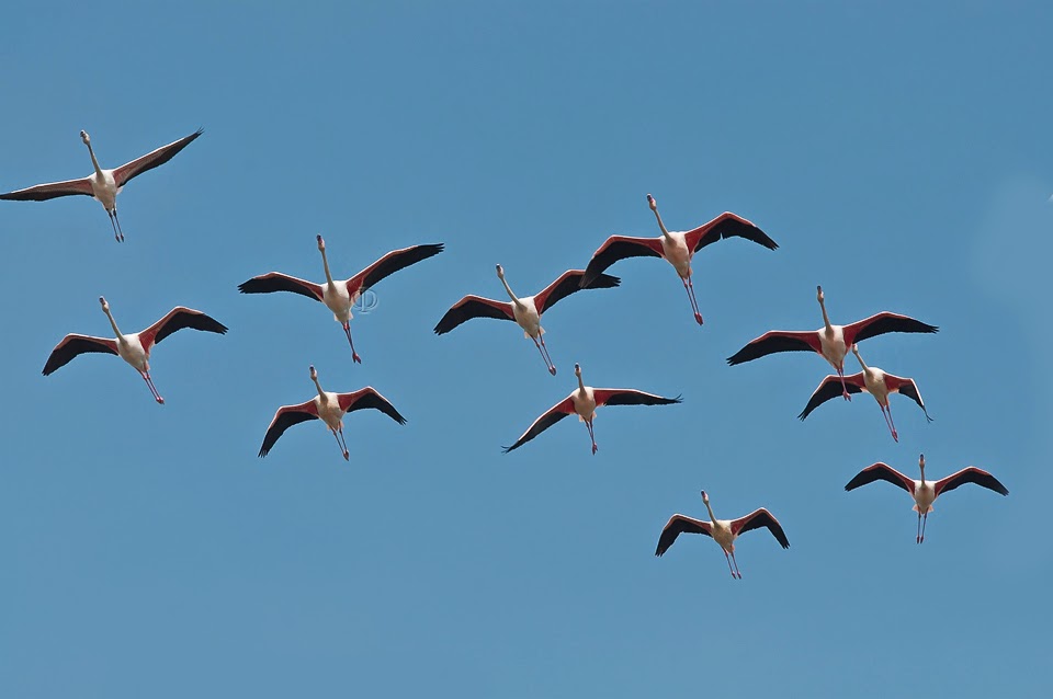 Perú, paraíso de las aves: The Andean Flamenco or parihuana in Peruvian ...