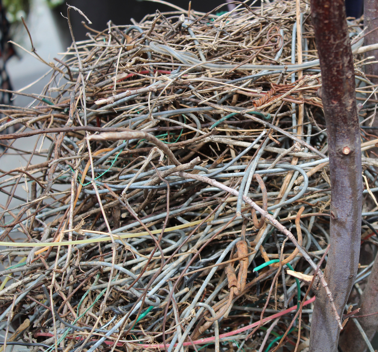 Networks Australia: Golden Orb Spider and Magpie Nest