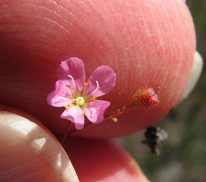Esperance Wildflowers: Drosera pulchella - Pretty Sundew