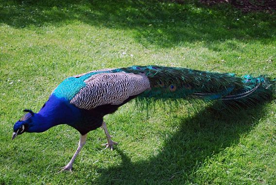 Liudvikos skrynia: Gražiausias paukštis