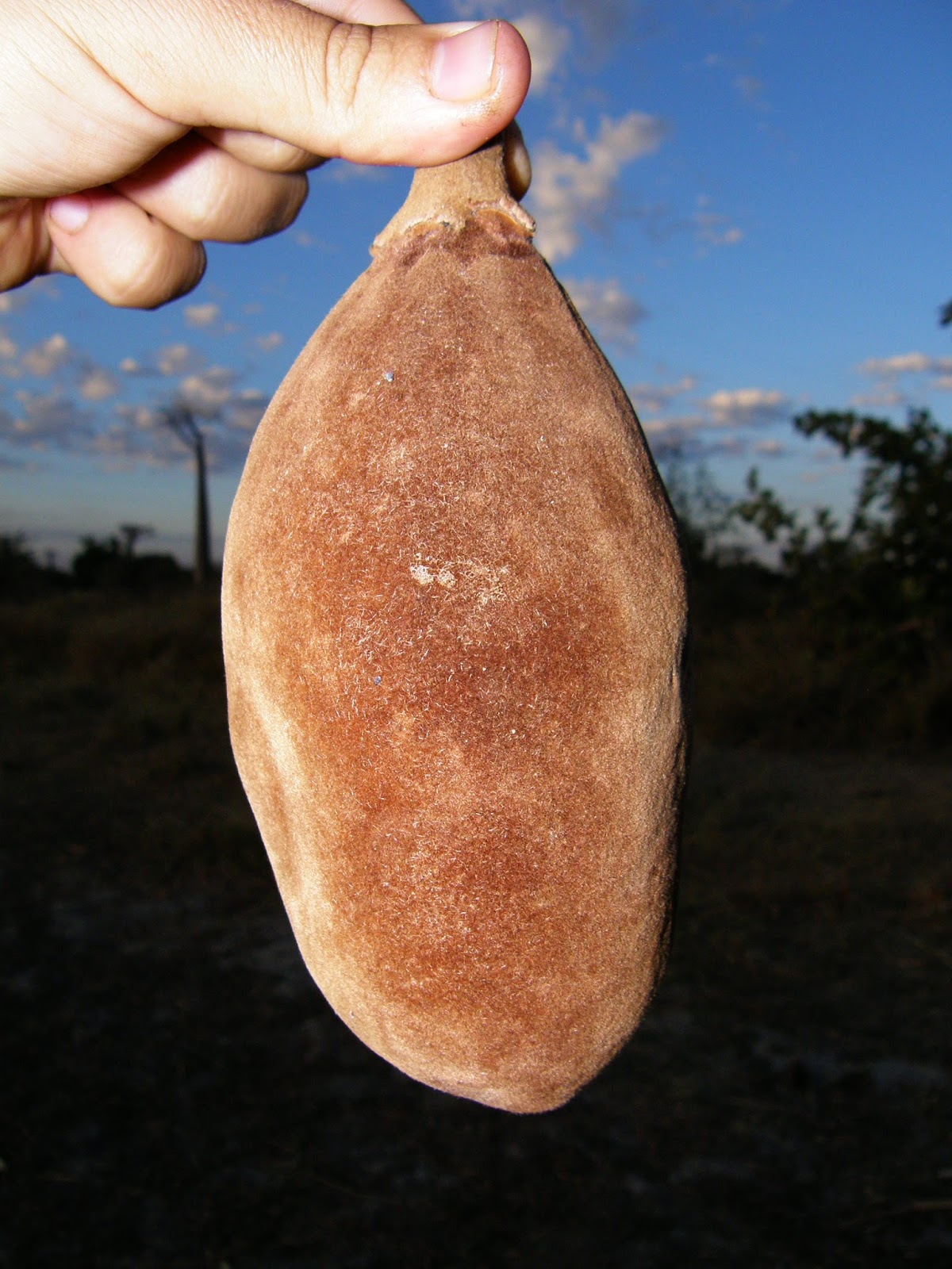 Trees Planet: Adansonia grandidieri - Grandidier's baobab