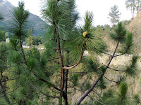 That Ease: Pros and Cons of Chir Pine in uttarakhand