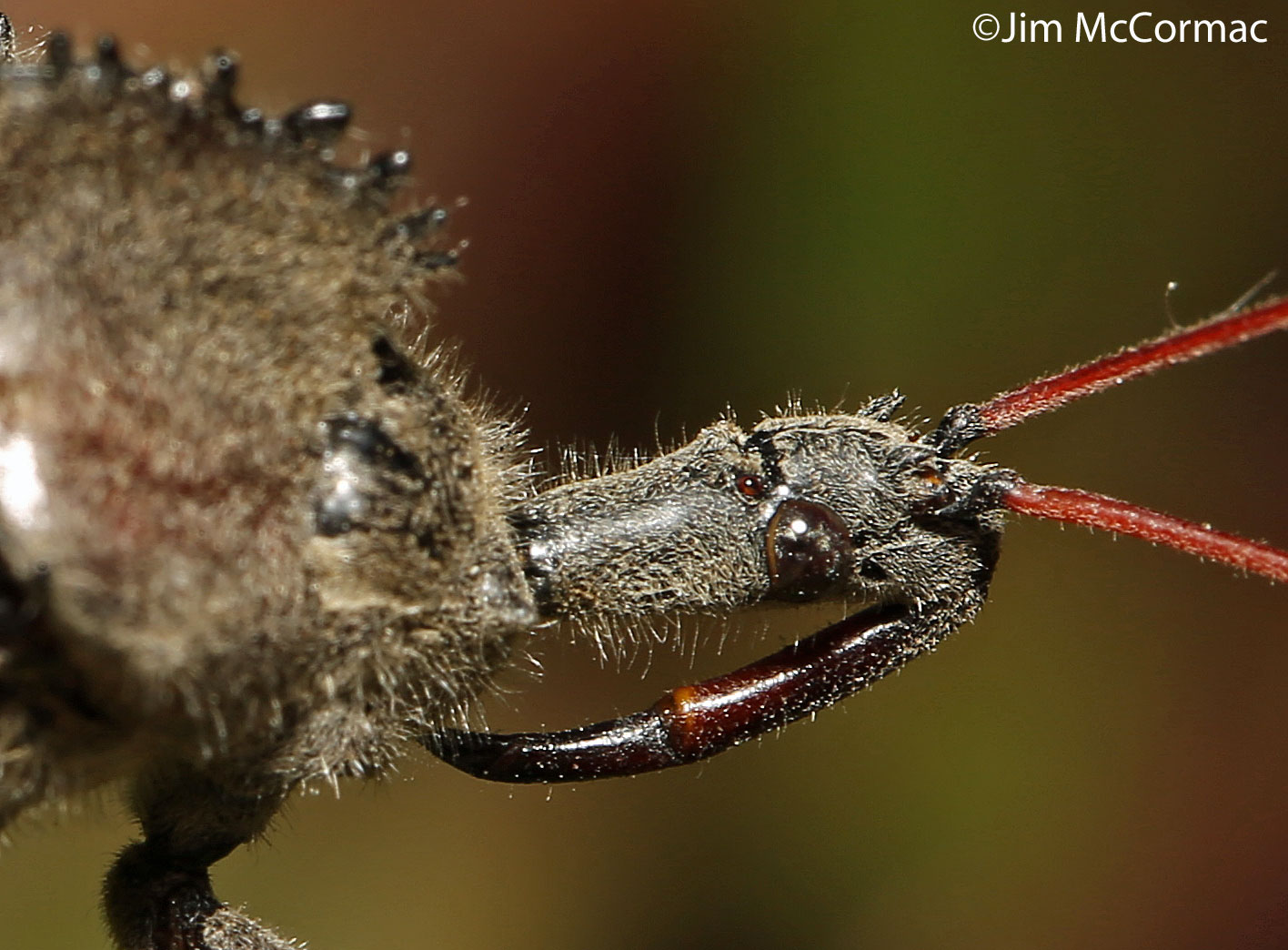 Ohio Birds and Biodiversity: October 2015