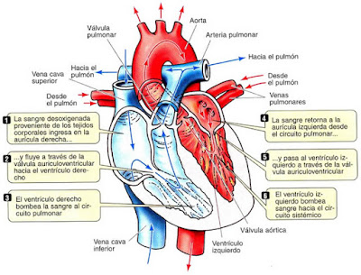SEPARATAS DE BIOFISICA II: FASES DEL CICLO CARDIACO