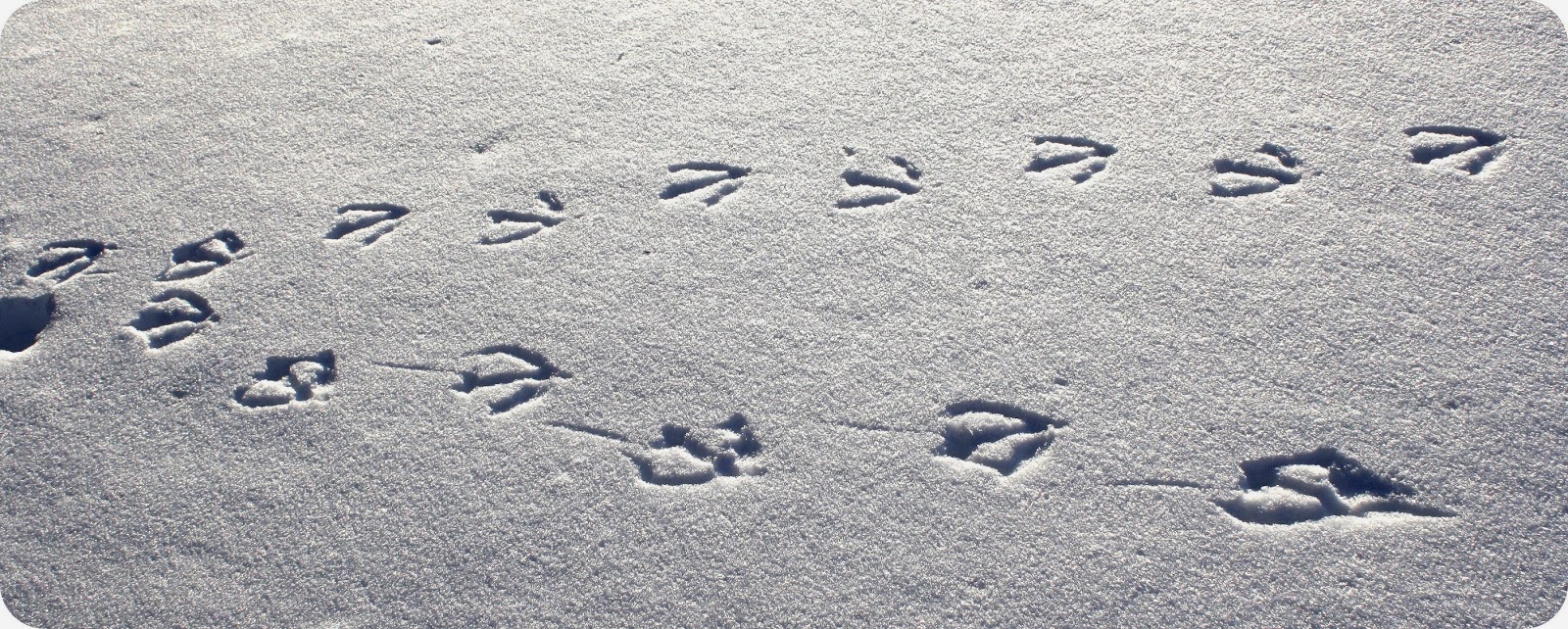 Małymi kroczkami zmiany nadchodzą Gosiarella Gosiarella