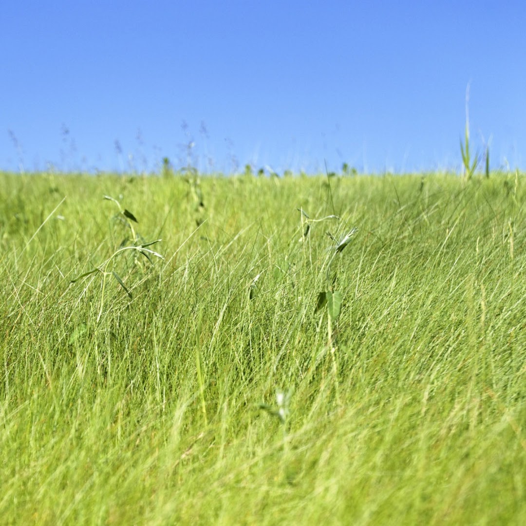 Tema 3-4:Ecosistemas Terrestres-Pastizal