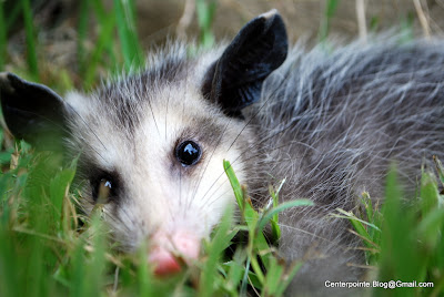 Centerpointe Communicator: In which a backyard burrower is relocated