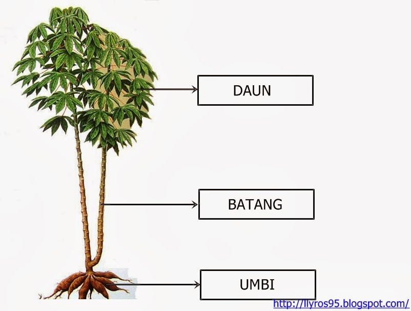 NYOCOL SAMBEL: Singkong