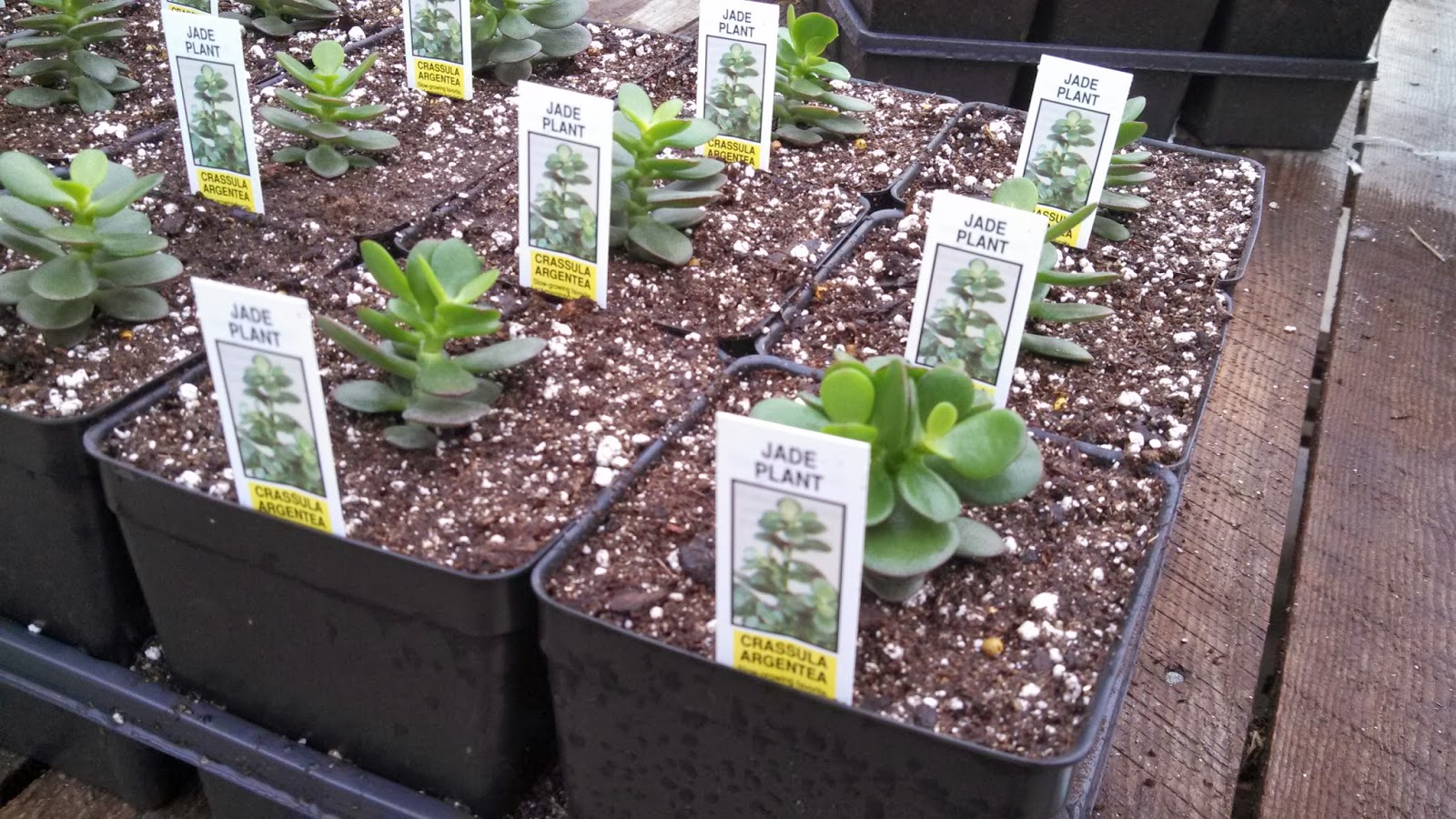 Ben the Greenhouse Guy: Jade and Aloe Plants