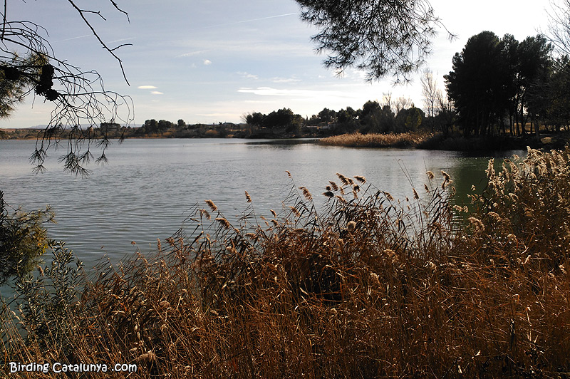 Birding Catalunya: Ocells al pantà d'Utxesa