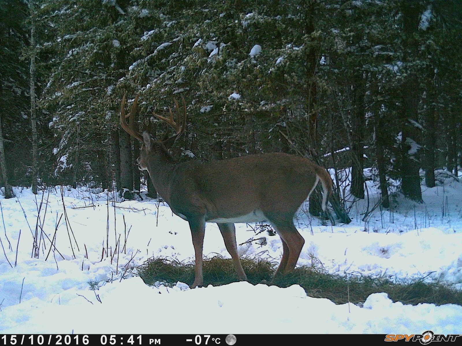 Canadian Whitetail Deer Hunt Packing List