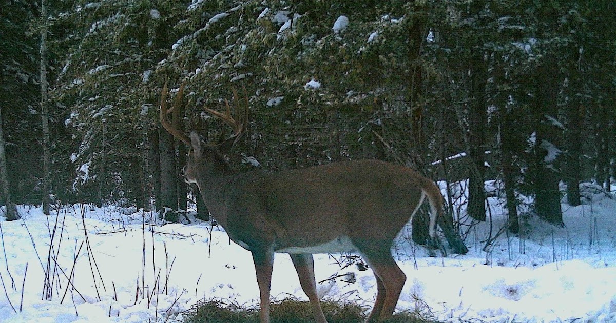 Canadian Whitetail Deer Hunt Packing List