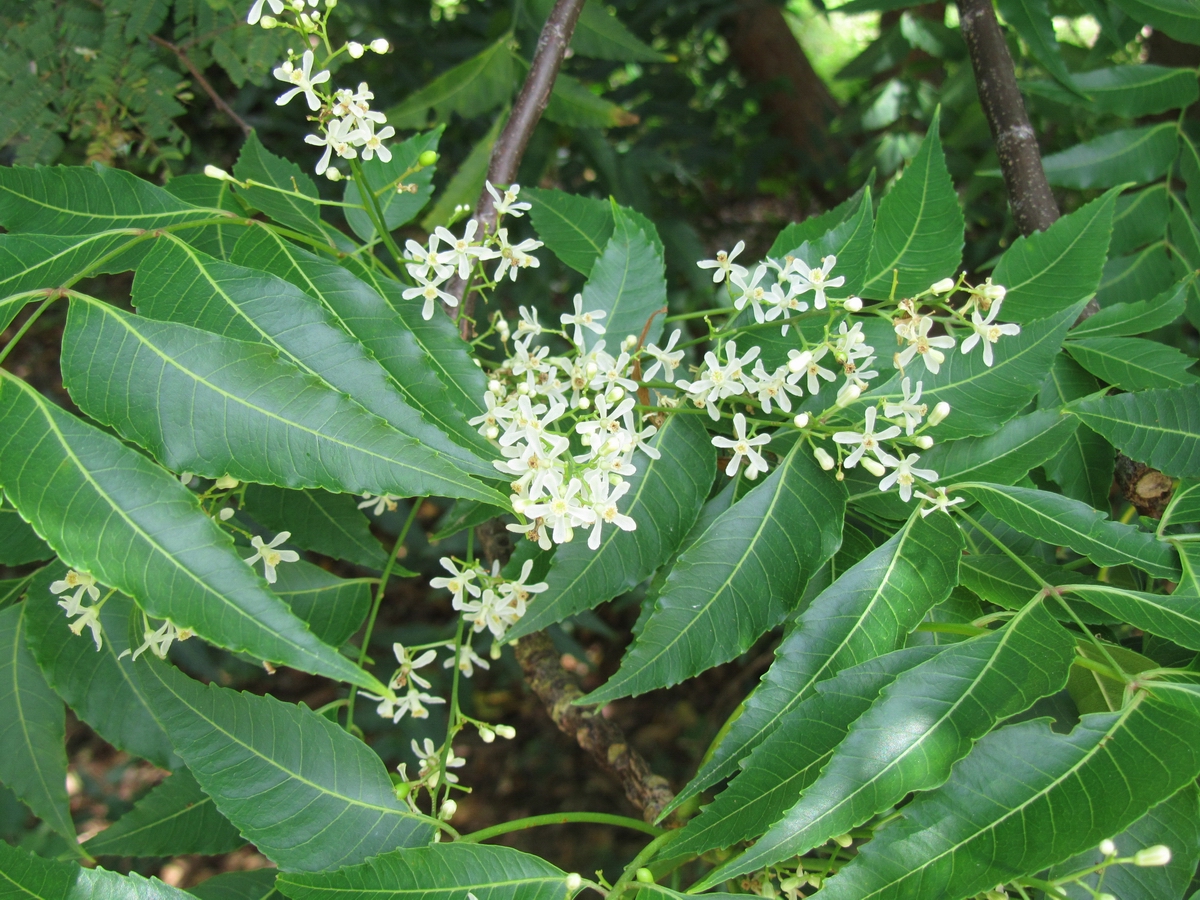 Hiking Curaçao - Flora and Fauna: Trees and flowers