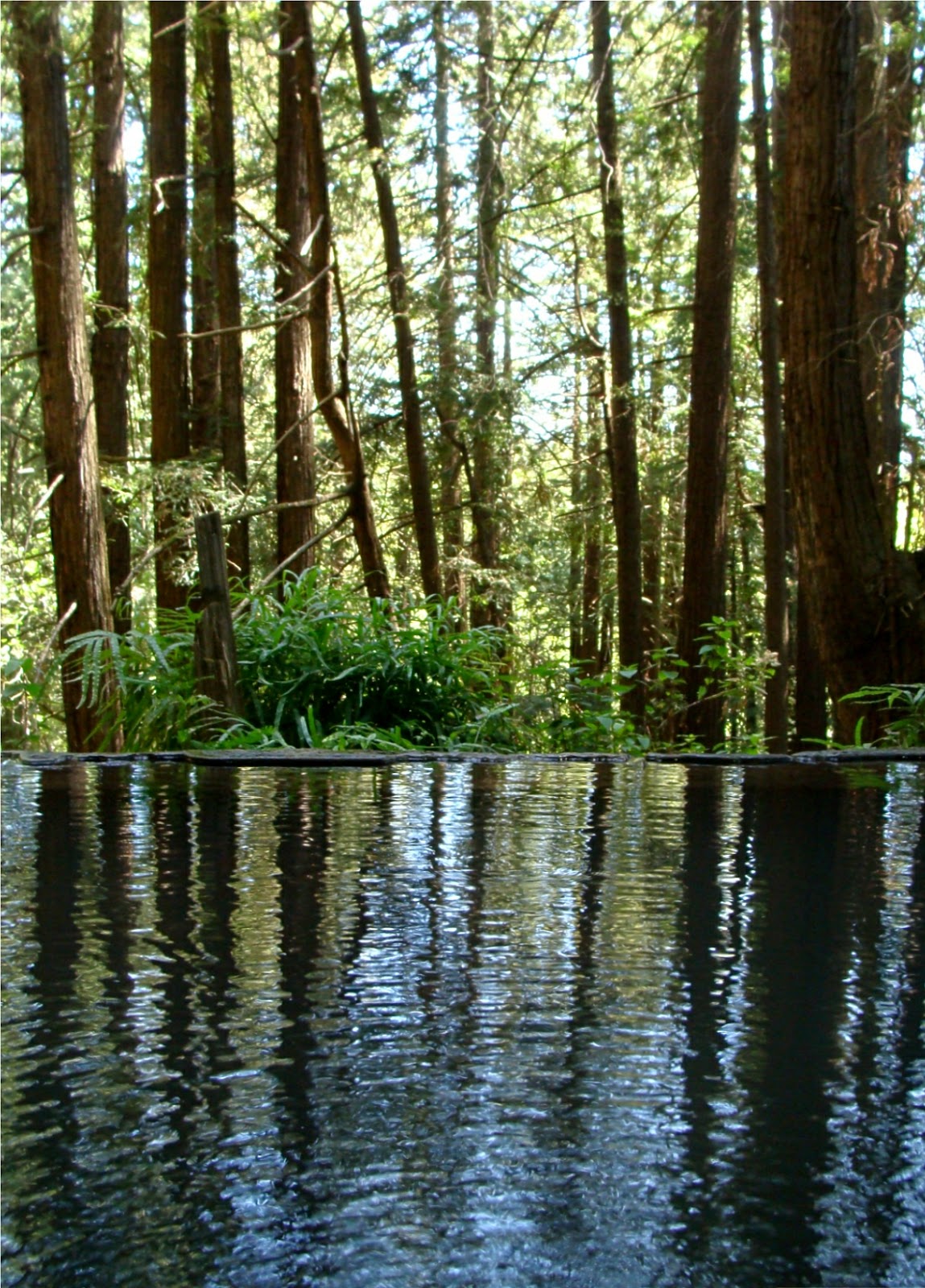 Oh, by the way...: Redwood Holiday