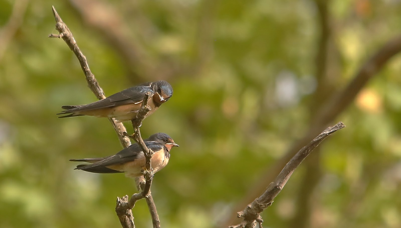 Nature photographer Svein R Johannessen : SVALER