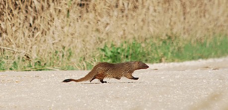 estado de Barrancos: Saca-rabos morde e foge